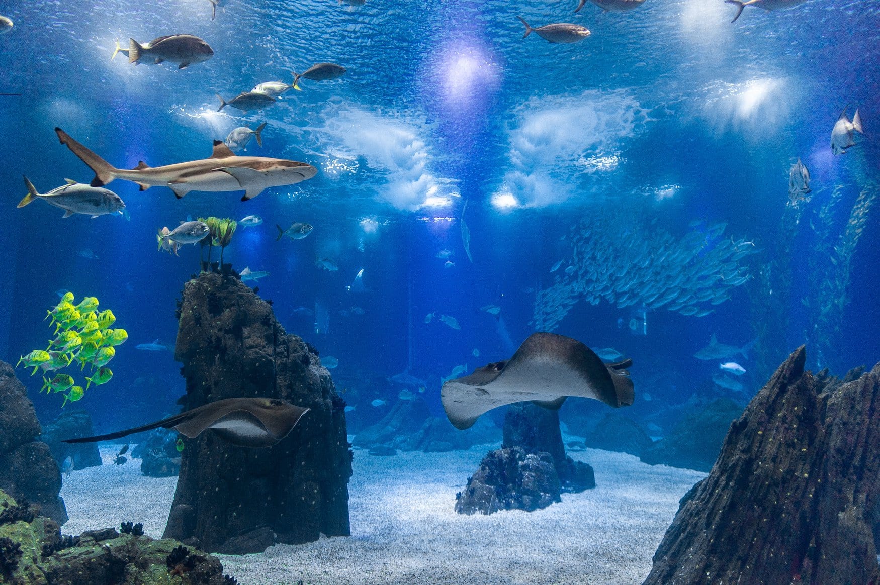 5 curiosidades e uma atividade divertida do Oceanário - Pumpkin.pt